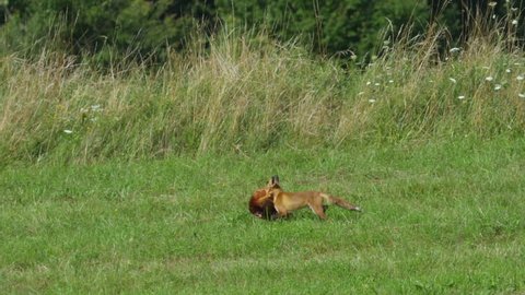 Red Fox Steals Chicken On Farm Stock Footage Video (100% Royalty-free ...