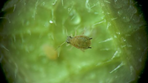 Aphid Under Microscope Aphid Superfamily Aphidoidea Stock Footage Video ...