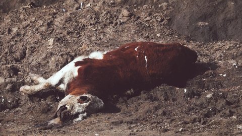 94 Rotting cow Stock Video Footage - 4K and HD Video Clips | Shutterstock