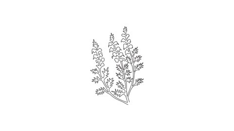 Calluna vulgaris Stock Video Footage - 4K and HD Video Clips | Shutterstock