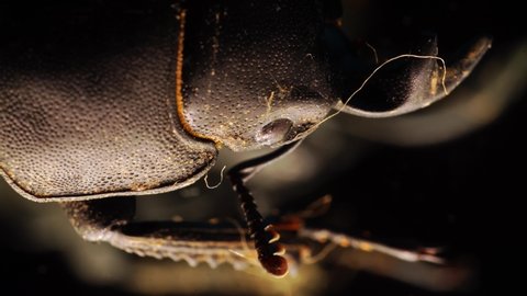 Stag Beetle Moving Leg Under Microscope Stock Footage Video (100% ...