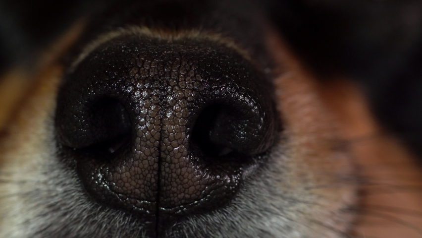 Dog nose texture Stock Video Footage - 4K and HD Video Clips | Shutterstock