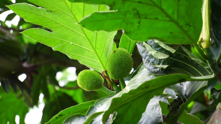 14 Breadnut fruits Stock Video Footage - 4K and HD Video Clips ...