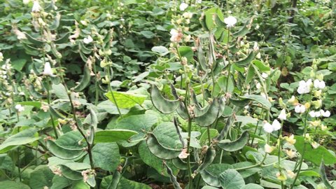 Lima Bean Pod Strings Plantation Stock Footage Video (100% Royalty-free ...