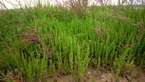 Glasswort Glasswort Salicornia Europaea Succulent Plant: стоковое видео ...