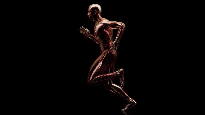 loop animation muscular system running man Stock Footage Video (100% ...