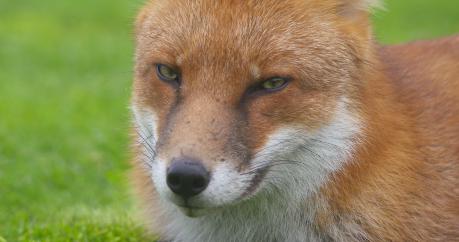 Grin fox Stock Video Footage - 4K and HD Video Clips | Shutterstock