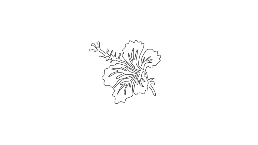 Hibiscus line drawing Stock Video Footage - 4K and HD Video Clips ...