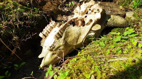 Dead body parts Stock Video Footage - 4K and HD Video Clips | Shutterstock