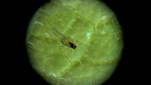 Aphid Under Microscope Aphid Superfamily Aphidoidea Stock Footage Video ...