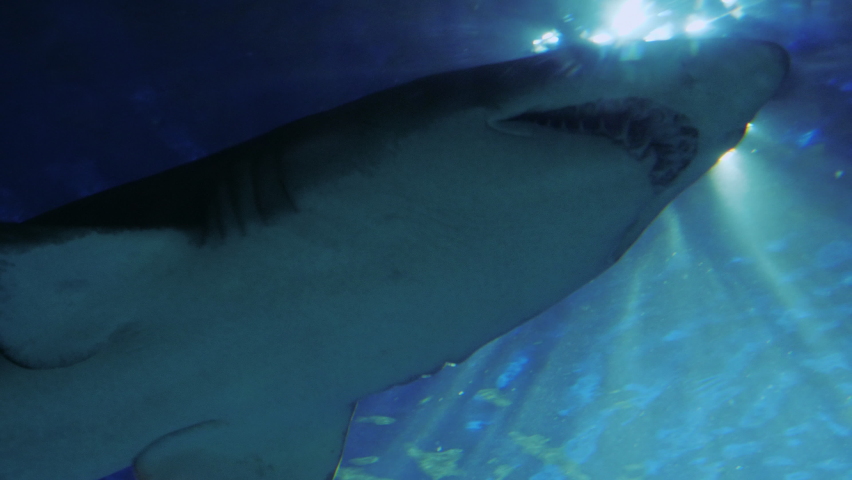 Toothy shark Stock Video Footage - 4K and HD Video Clips | Shutterstock