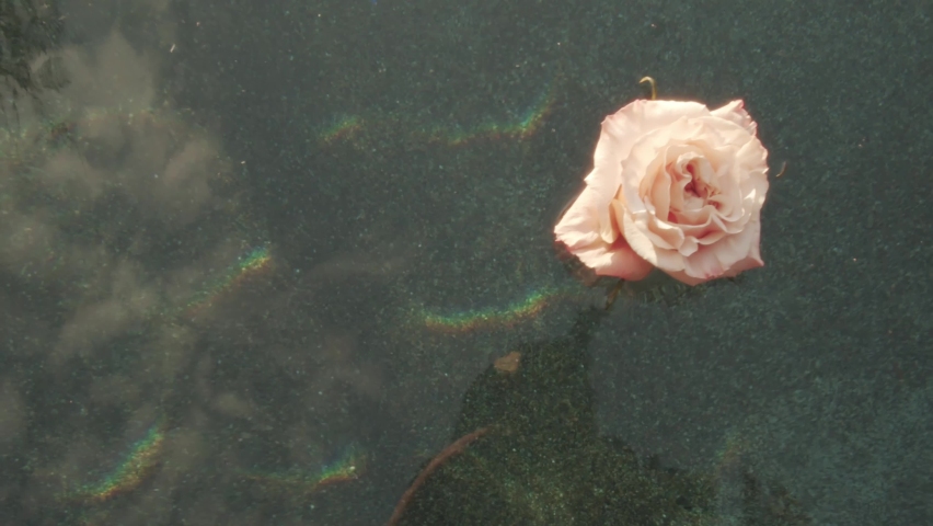 beautiful light pink rose floating on Stock Footage Video (100% Royalty ...