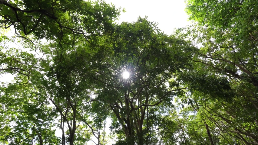 looking forest perspective sky high trees Stock Footage Video (100% ...