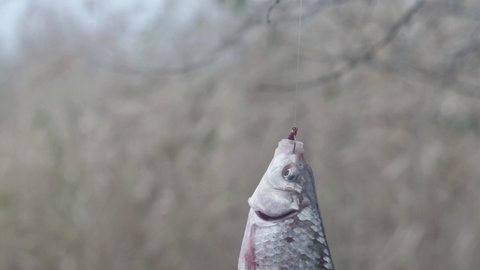 Fish Rotate On Hook Worm On Stock Footage Video (100% Royalty-free ...