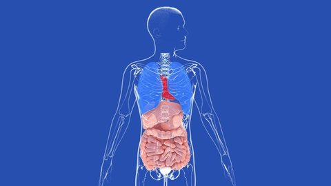 Anatomical 3d Animation Internal Organs Transparent Stock Footage Video ...