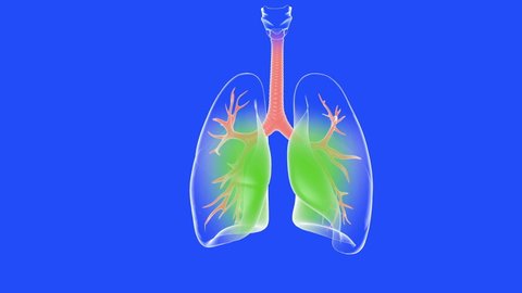 Anatomical 3d Animation Lungs Rotating Transparent Stock Footage Video ...