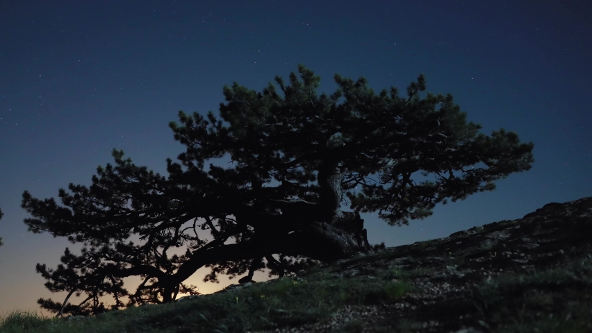 Starry Night Pine Trees Dusk Stock Video Footage - 4K and HD Video ...