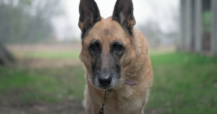 German shepherd angry Stock Video Footage - 4K and HD Video Clips ...