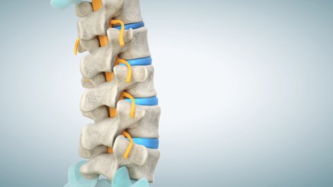 3d Animation Human Lumbar Spine Demonstrating Stock Footage Video (100% ...