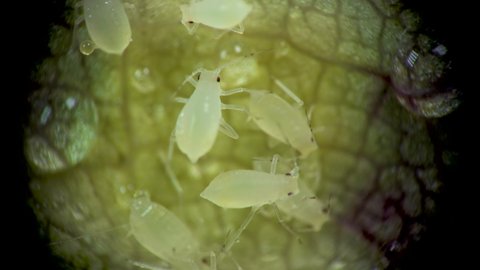 Aphid Under Microscope Aphid Superfamily Aphidoidea Stock Footage Video ...