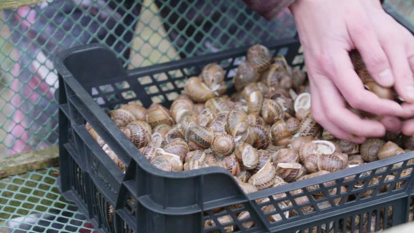 Snail winter Stock Video Footage - 4K and HD Video Clips | Shutterstock