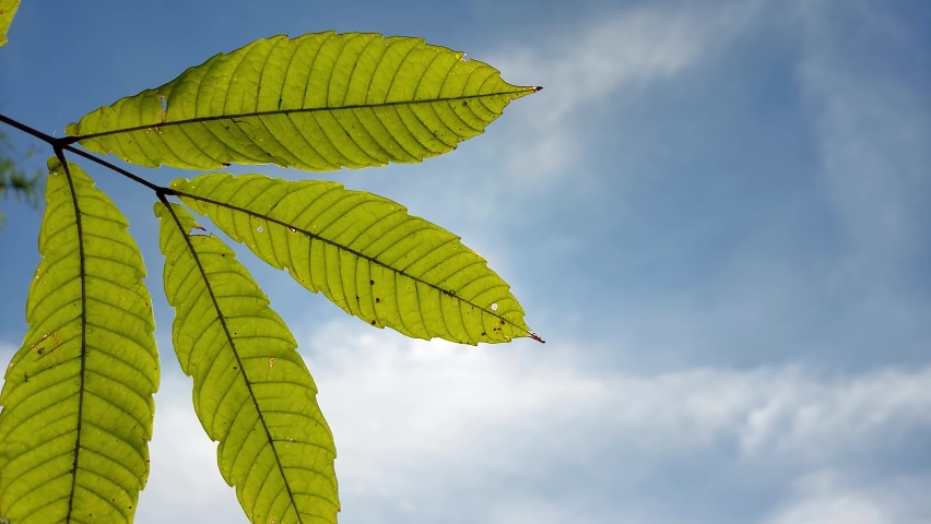 Fresh Green Leaves Waving Wind Blue Stock Footage Video (100% Royalty ...
