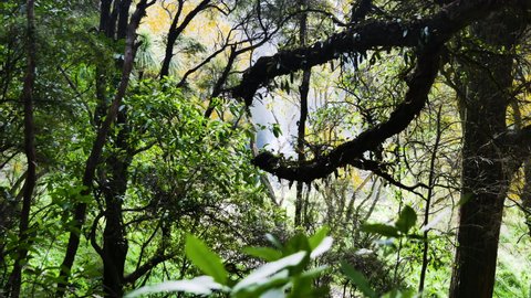 Close Shot Dense Forest Waihi Waterfall Stock Footage Video (100% ...