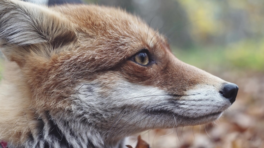 Fox side face Stock Video Footage - 4K and HD Video Clips | Shutterstock