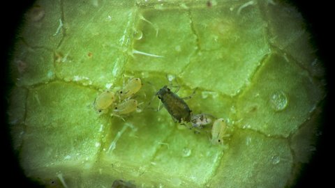 Aphid Under Microscope Aphid Superfamily Aphidoidea Stock Footage Video ...