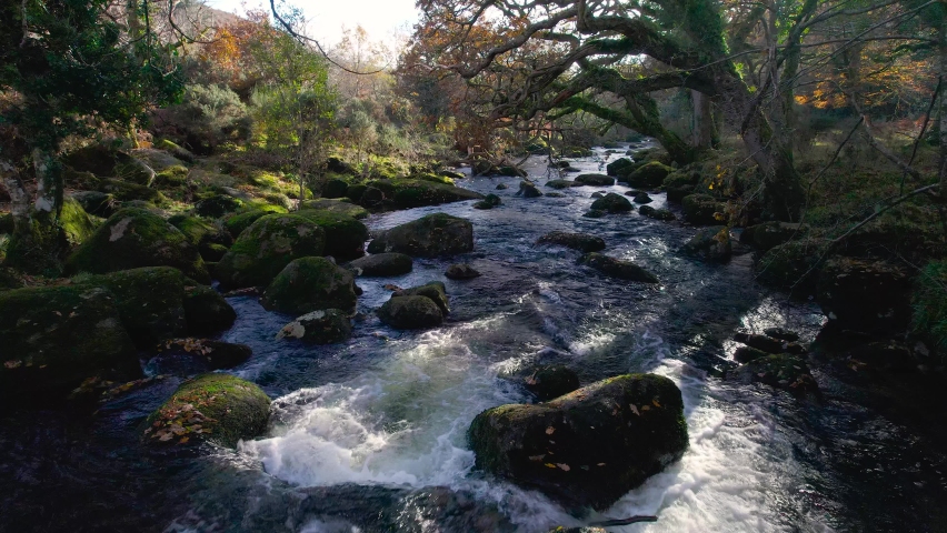 Devon forest Stock Video Footage - 4K and HD Video Clips | Shutterstock