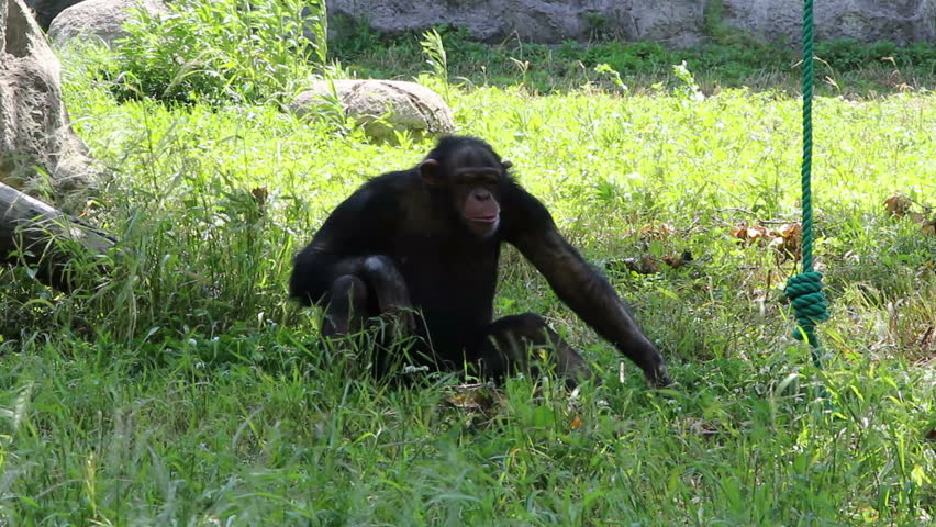 Chimpanzee Playing On Green Grass Stock Footage Video (100% Royalty ...