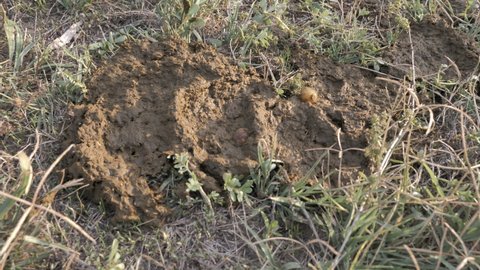 Cow shit Stock Video Footage - 4K and HD Video Clips | Shutterstock