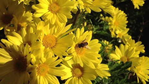 Bee Pollinating Curious Ant Stock Footage Video (100% Royalty-free ...