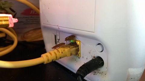 Dirty Lan Cable Cockroaches On Cause Stock Footage Video (100% Royalty ...