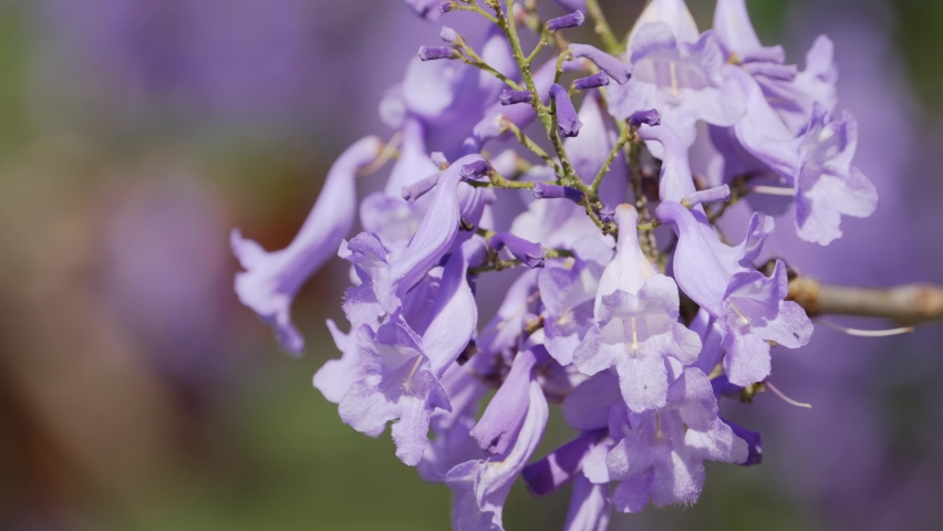 100 Jacaranda close up Stock Video Footage - 4K and HD Video Clips ...
