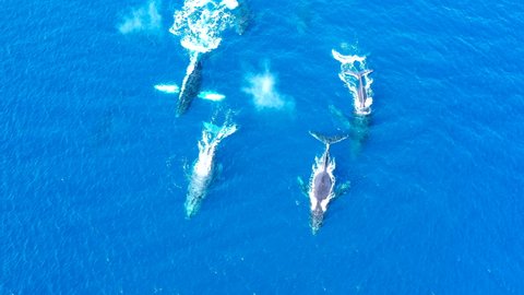 Aggressive Male Humpback Whales Heat Run Stock Footage Video (100% ...