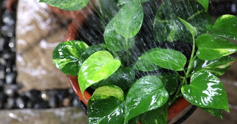 Rain Shower On Potted Golden Pothos Stock Footage Video (100% Royalty ...