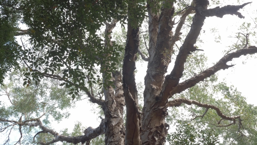 Native plants queensland Stock Video Footage - 4K and HD Video Clips ...