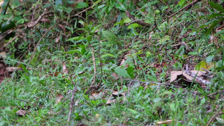 Facial Caruncle Stock Video Footage - 4K and HD Video Clips | Shutterstock