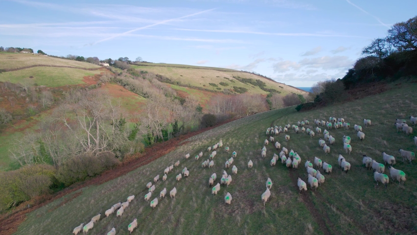 Leaf sheep Stock Video Footage - 4K and HD Video Clips | Shutterstock