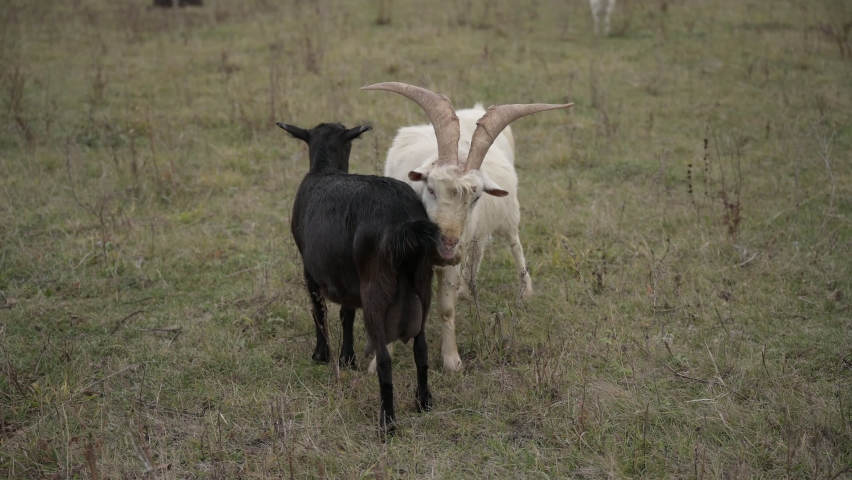 Goat Mating Stock Video Footage - 4K and HD Video Clips | Shutterstock