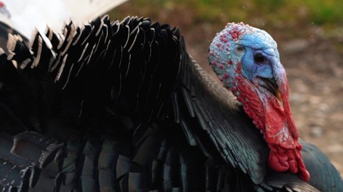 Close Portrait Creepy Pouting Turkey Face Stock Footage Video (100% ...