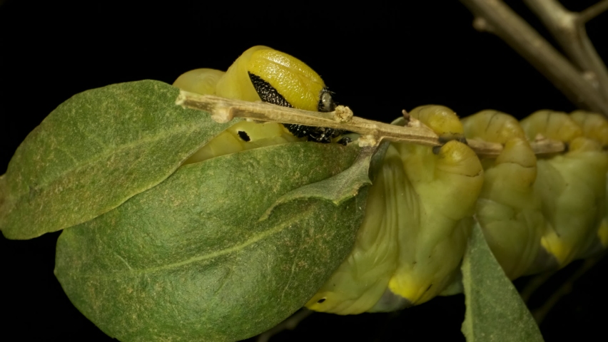 Larva of Death's-head hawkmoth - Acherontia atropos image - Free stock ...