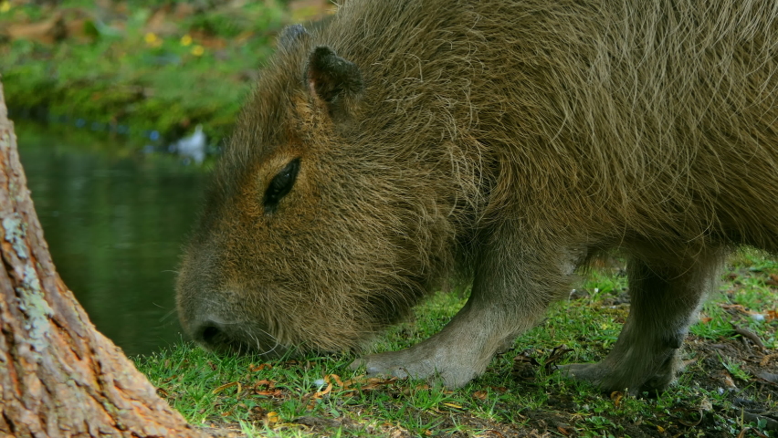 4k capybara nature Stock Video Footage - 4K and HD Video Clips ...