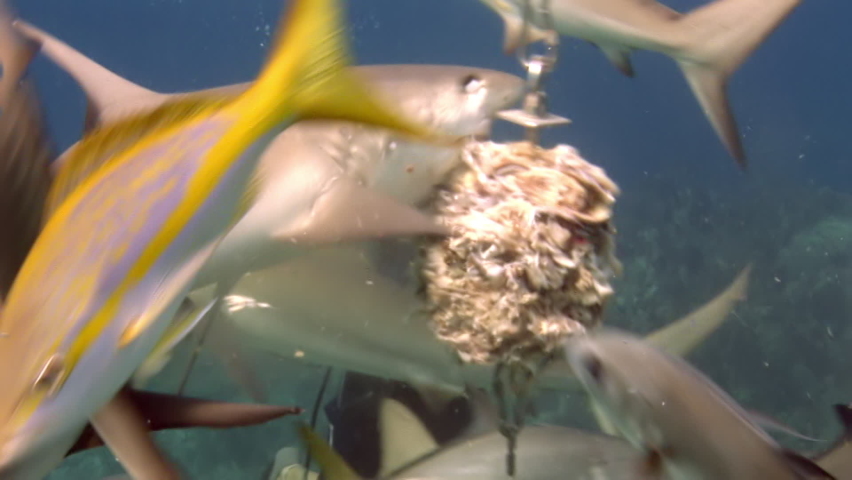 People with pack of sharks in school of fish in underwater marine ...