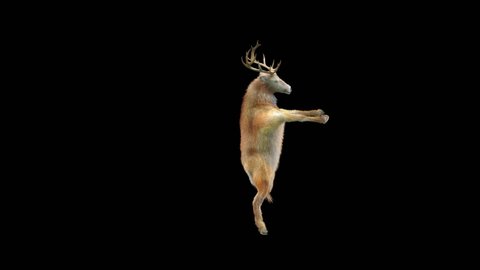 Deer Dancing 3d Rendering Animation Loop Stock Footage Video (100% ...