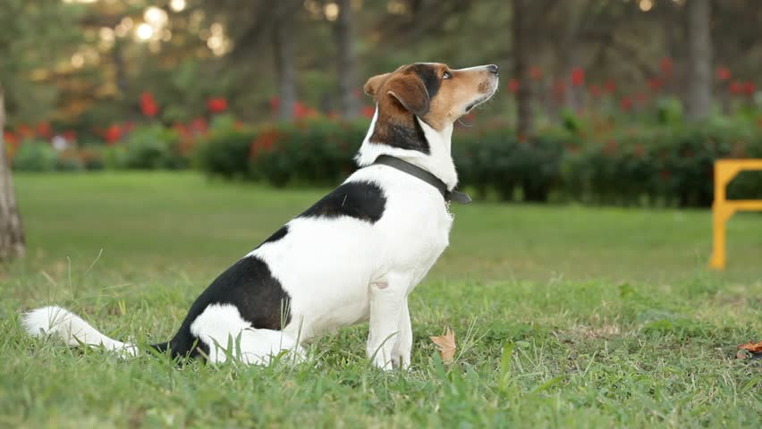 An Obedient Dog is Sitting Stock Footage Video (100% Royalty-free ...