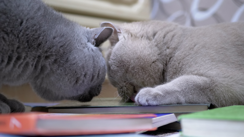 two gray british cats fight attack Stock Footage Video (100% Royalty ...