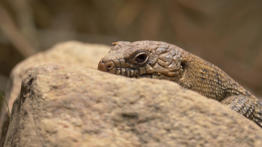 close-up cunningham's spiny-tailed skink egernia cunninghami Stock ...