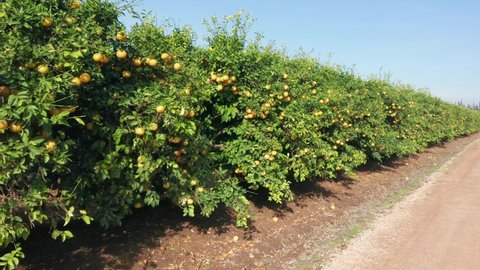 Grapefruit Orchard Ripe Clusters Citrus Hanging Stock Footage Video ...
